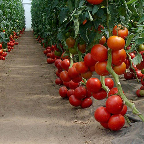 Насіння томату Бобкат F1 (Bobcat F1) Syngenta 1000 (ID#1330125656 ...