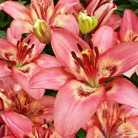 Лілії в Хмельницькому від компанії "Агросвіт".