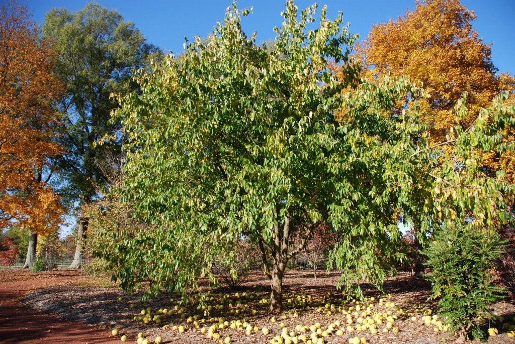 Купити Маклюра оранжева/Maclura pomifera С15 / Н 150, ціна 1760 грн ...