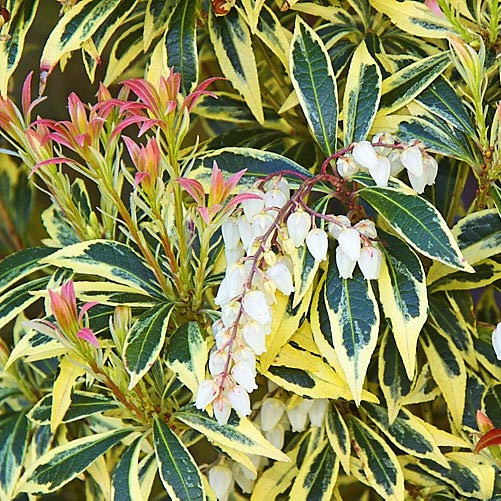 Пиерис японский вариегата описание и фото