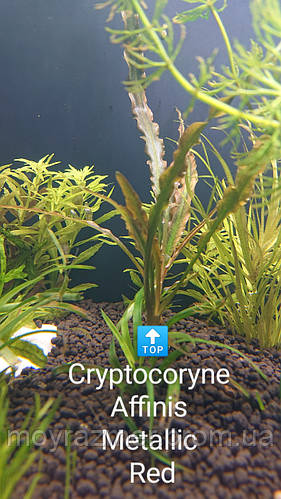 Купить Криптокорина Аффинис Металлик Ред /Cryptocoryne Affinis Metallic ...