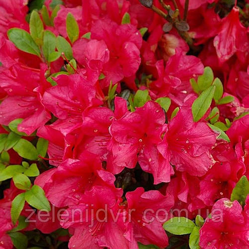 Купить Азалия японская Maruschka 3 летняя / Азалия японская ...
