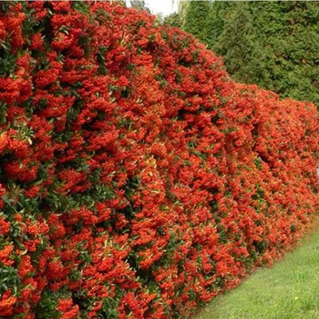 Піраканта Red Column 2 річна, Піраканта Ред колумн, Pyracantha coccinea ...