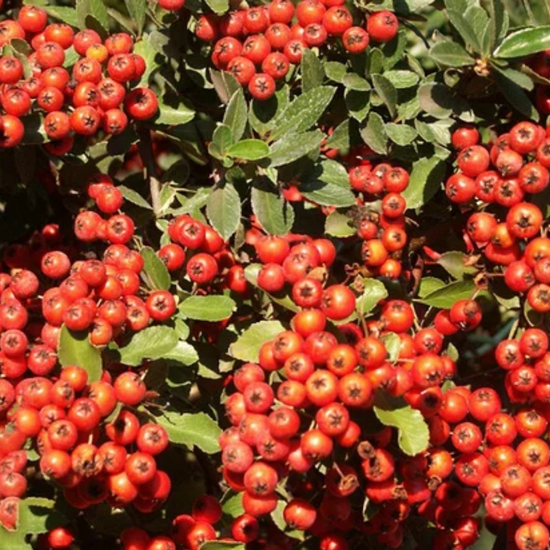 Піраканта Red Column 2 річна, Піраканта Ред колумн, Pyracantha coccinea ...