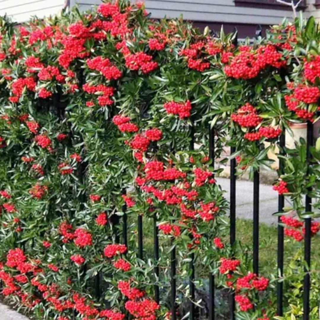 Піраканта Red Column 2 річна, Піраканта Ред колумн, Pyracantha coccinea ...