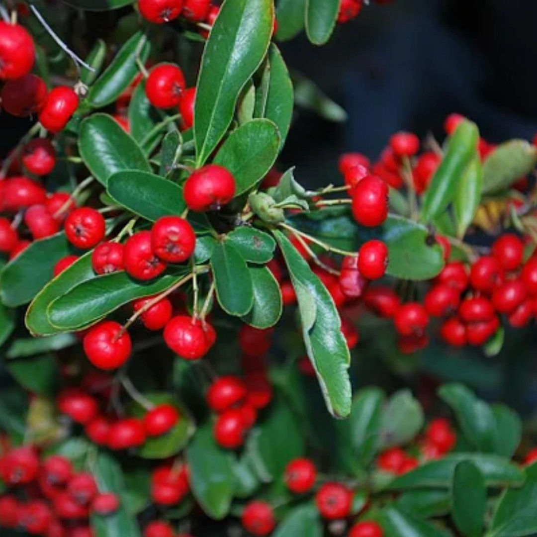 Піраканта Red Column 2 річна, Піраканта Ред колумн, Pyracantha coccinea ...