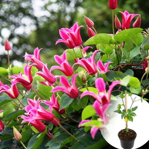 Клематис Princess Diana (ID#1179078654), цена: 165.99 ₴, купить на Prom.ua