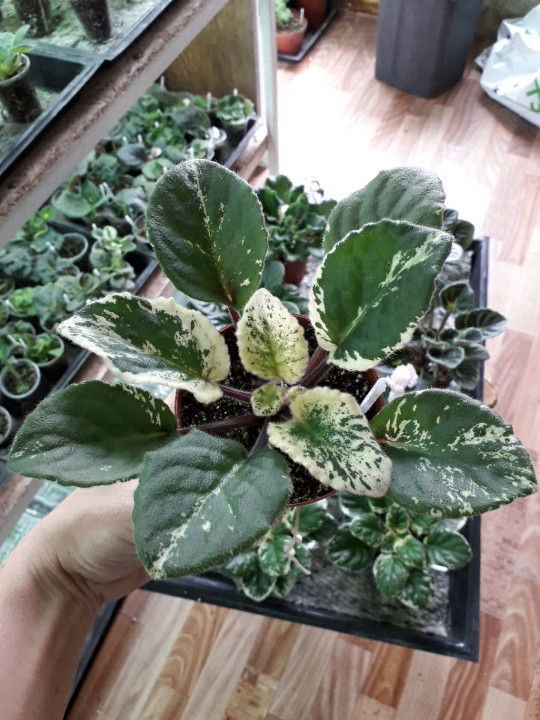 Фіалка Fredette's Risen Star Стартер (молода фіалка в горщику) (ID ...