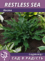 Купить Хоста Restless Sea (Беспокойное море). Саженцы (деленка) ОКС ...