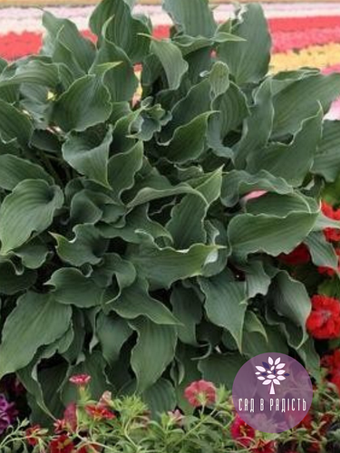 Купить Хоста Restless Sea (Беспокойное море). Саженцы (деленка) ОКС ...