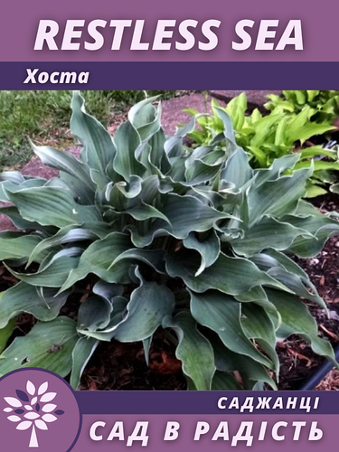 Купить Хоста Restless Sea (Беспокойное море). Саженцы (деленка) ОКС ...