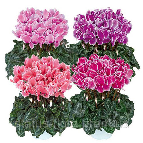 Купить Halios Curly Melange Flamme 2560, цена — Prom.ua (ID#1400055869)