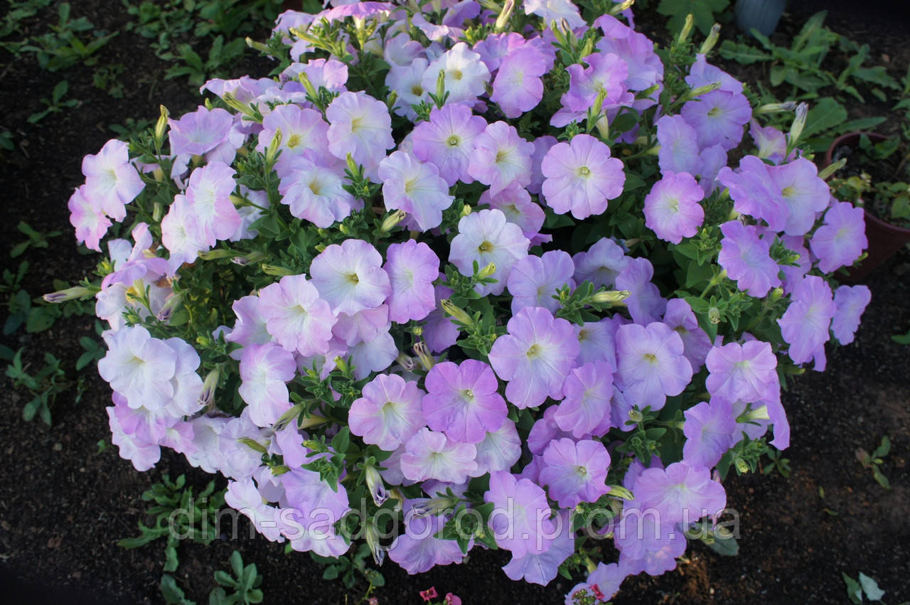Купити Розсада Петунія Opera Supreme F1 Lavender лавандовий d13см, ціна ...