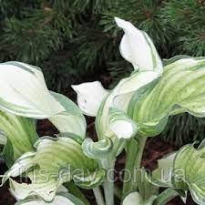 Купить Хоста Sails Ho (Ran Ludell 1995) (саженцы), цена 2000 ₴ — Prom ...