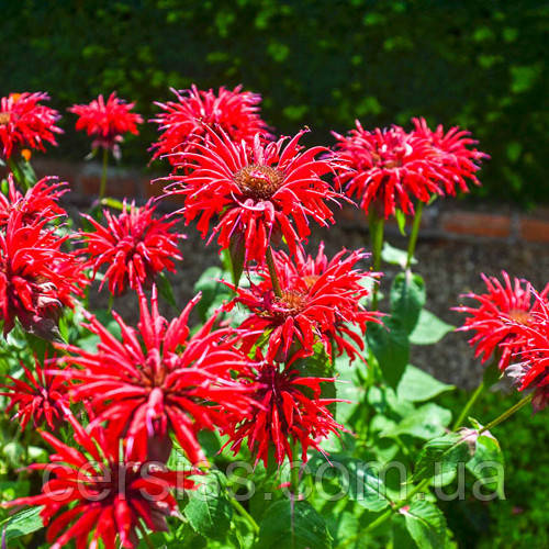 Купить Монарда красная, Monarda didyma, цена 55 ₴ — Prom.ua (ID#1411320251)