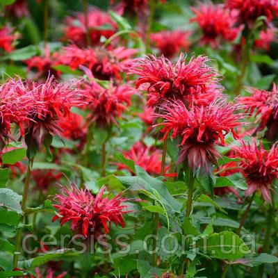 Купить Монарда красная, Monarda didyma, цена 55 ₴ — Prom.ua (ID#1411320251)