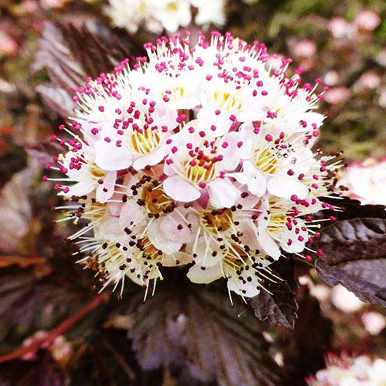 Пузыреплодник калинолистный Андре / Physocarpus Andre / С3: продажа ...