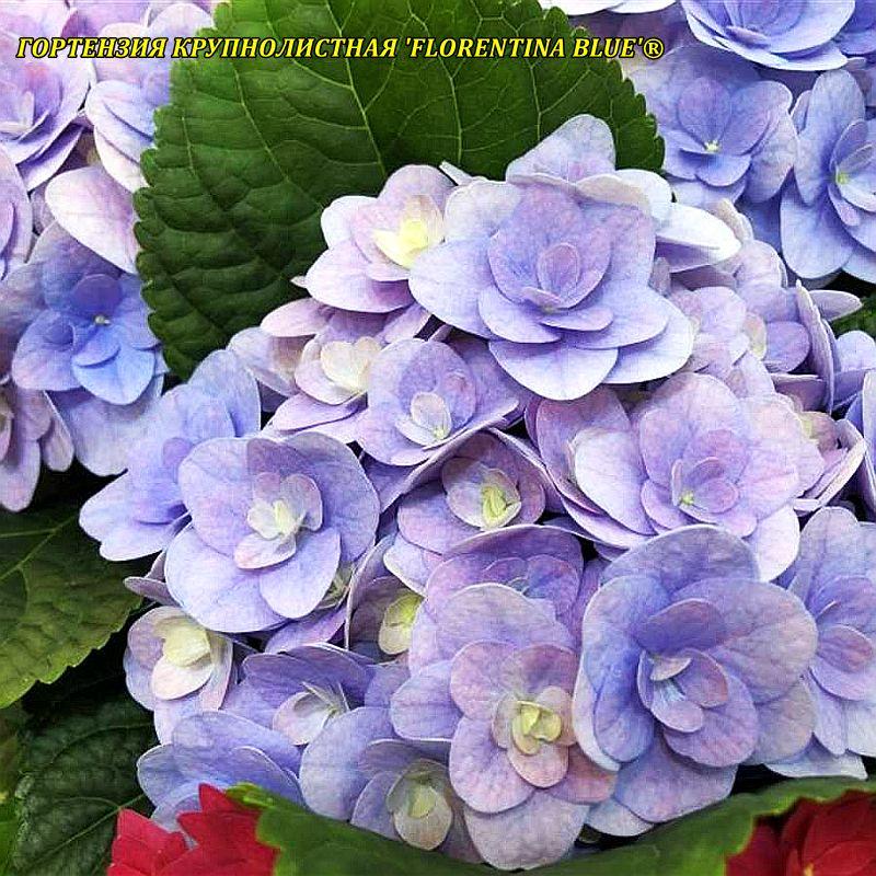 Гортензия крупнолистовая Florentina Blue (Флорентина Блу) махровая гор ...