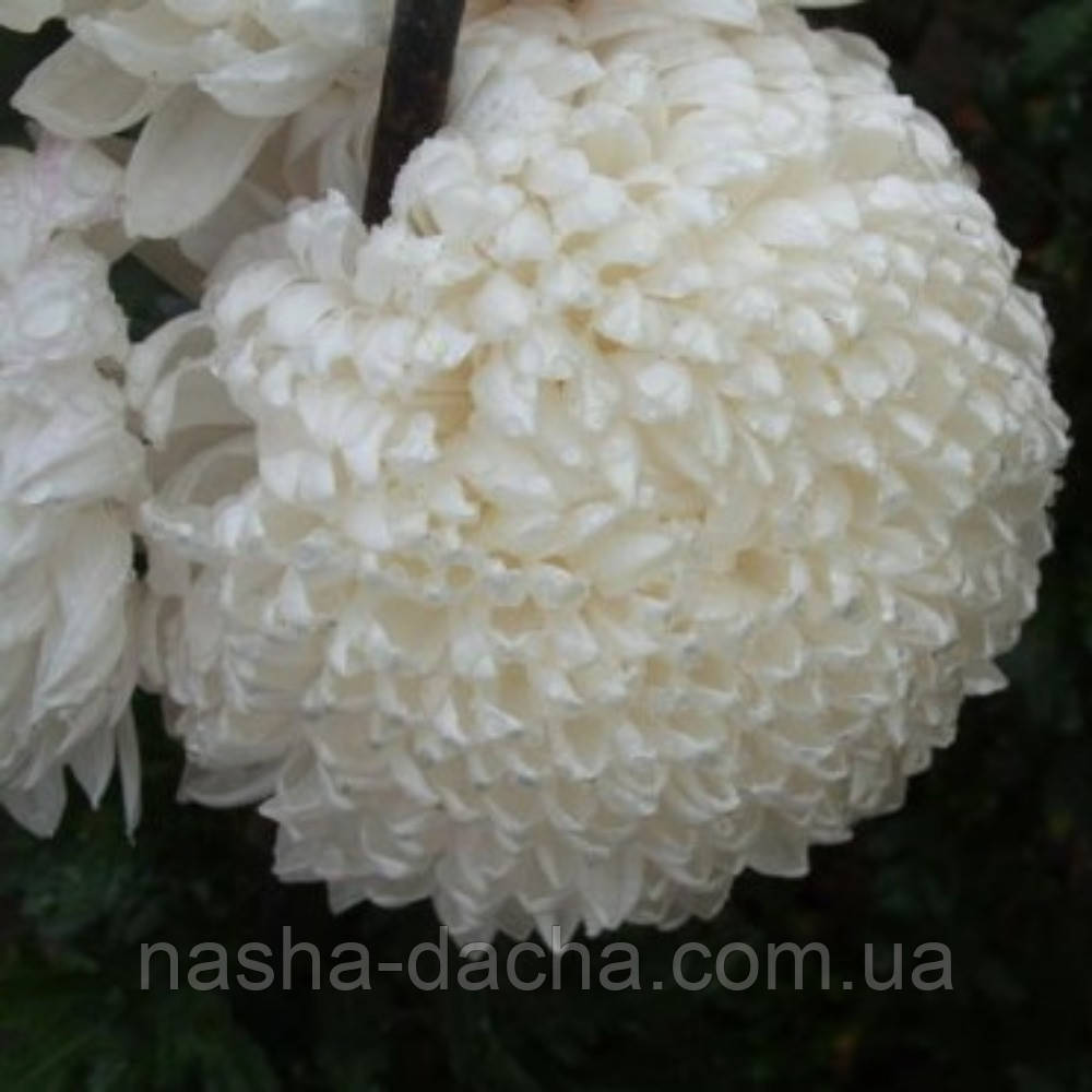 Хризантема Мілка Біла Id 1419410625 ціна 40 ₴ купити на Prom Ua