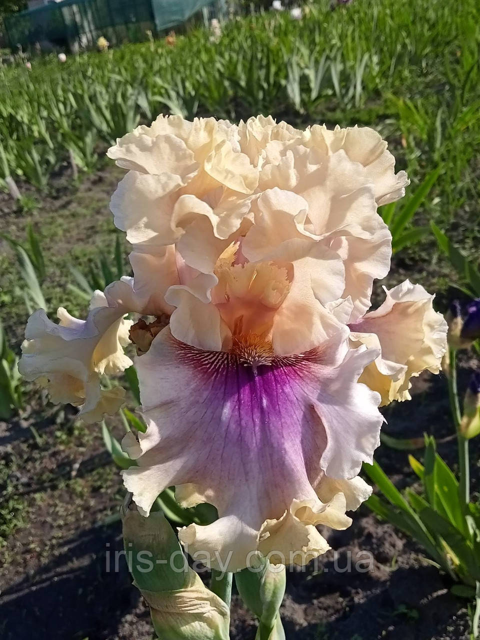 Ірис Space Signal Спайс Сигнал (Keppel 2017) (саджанці) (ID#1251944330 ...