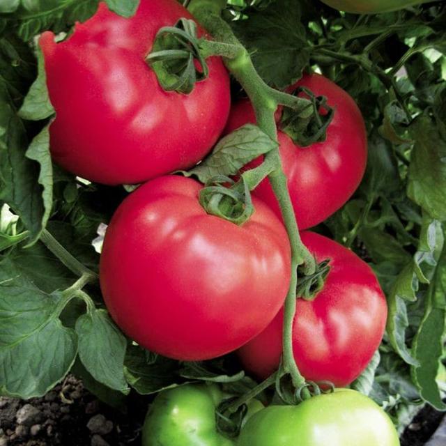 Томат индетерминантный розовый (высокорослый). Товары и услуги компании "AGROTEREM"