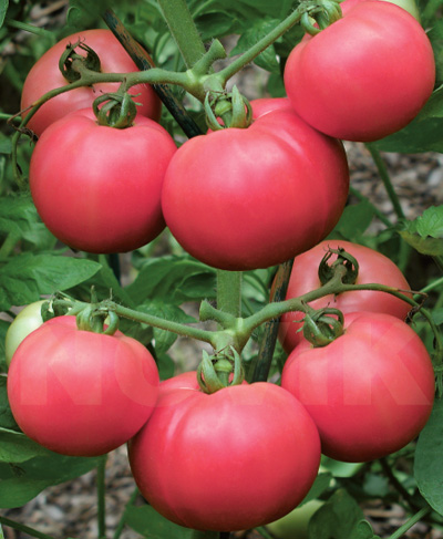 Томат детерминантный розовый (низкорослый). Товары и услуги компании "AGROTEREM"