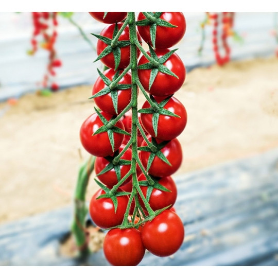 Томат черри. Товары и услуги компании "AGROTEREM"