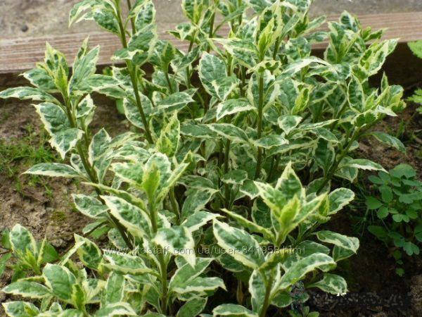 Калимерис юмена вариегата Шогун, цена 50 грн — Prom.ua (ID#1434935064)