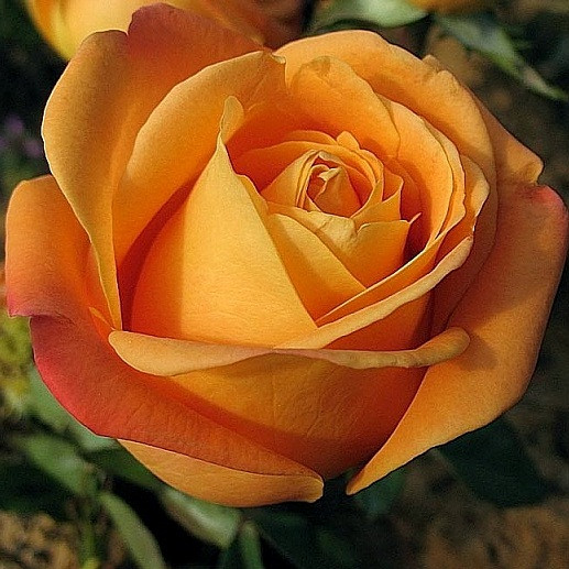 Саджанці чайно-гібридної троянди Вуду (Rose Voodoo): продажа, цена в ...