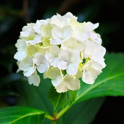 Гортензія Великолиста Мадам Емілі Мулье / Hydrangea Macrophylla Madame ...