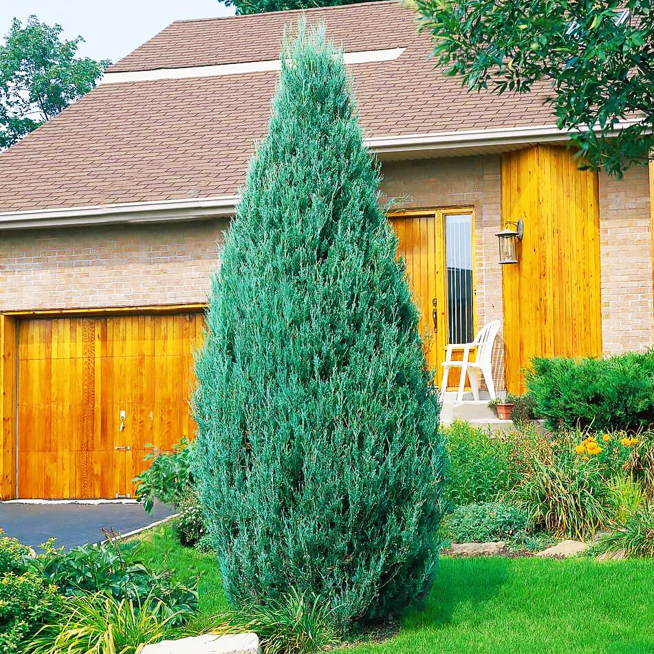 Купить Саженцы Можжевельника скального Скайрокет (Juniperus scopulorum ...