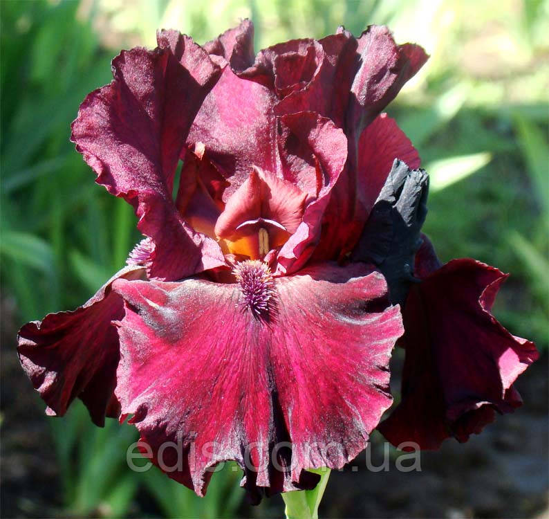 Купити Ірис високий бородатий Rio Rojo (Ріо Роджо) у Хмельницькому від ...