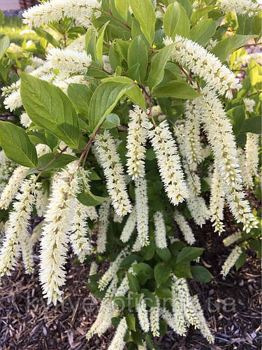 Итея віргінська "Merlot". Itea virginica "Merlot"., ціна 255 грн — Prom ...