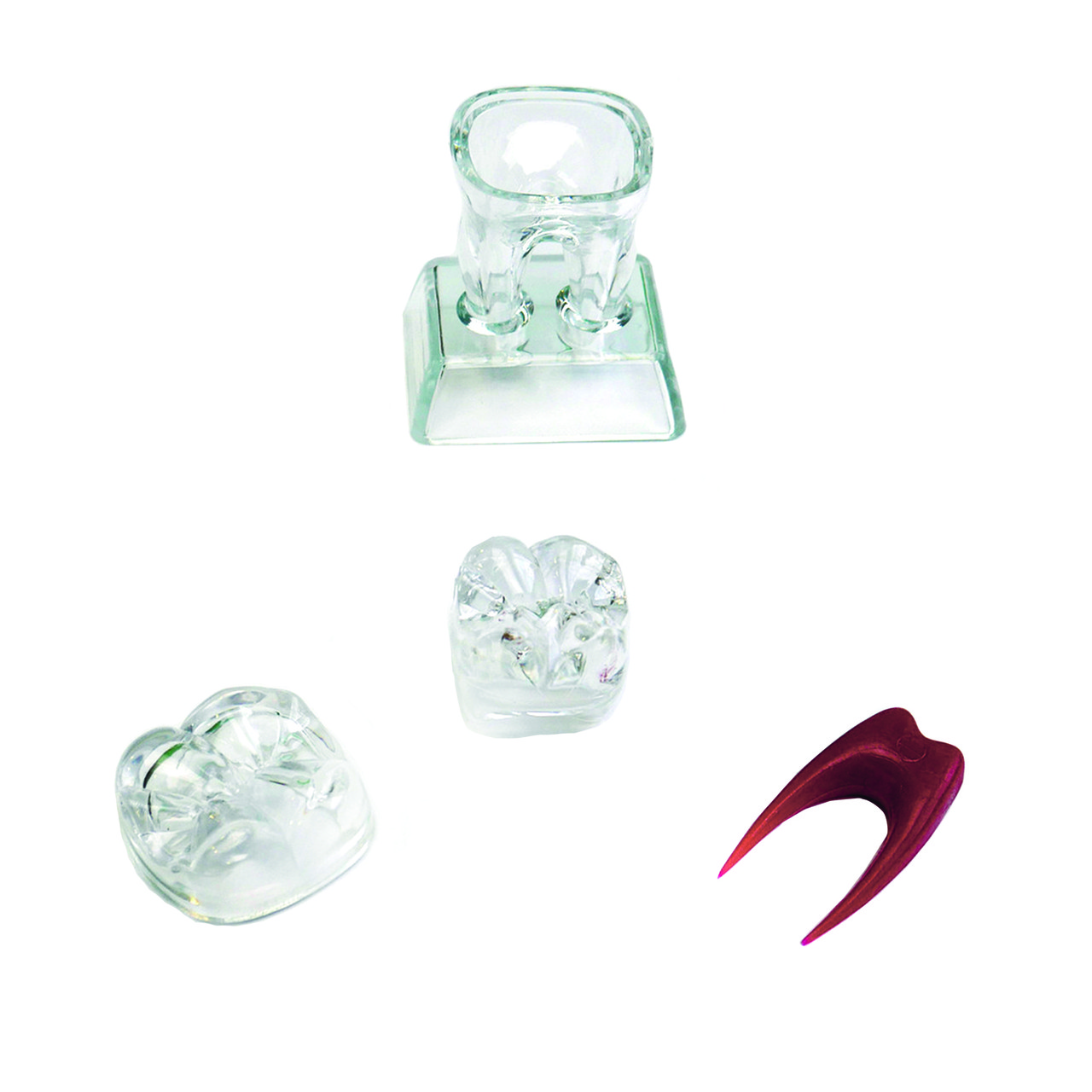 Купити Модель зуба демонстраційна, ціна 300 ₴ - Prom.ua (ID# 878240264)