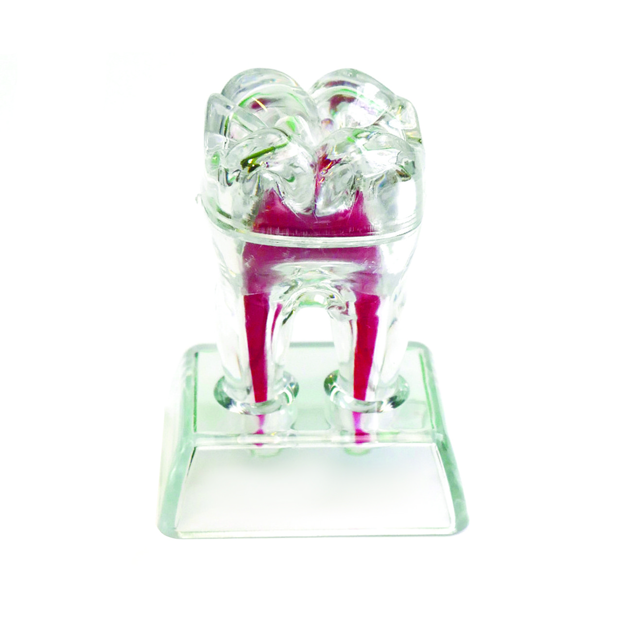 Купити Модель зуба демонстраційна, ціна 300 ₴ - Prom.ua (ID# 878240264)