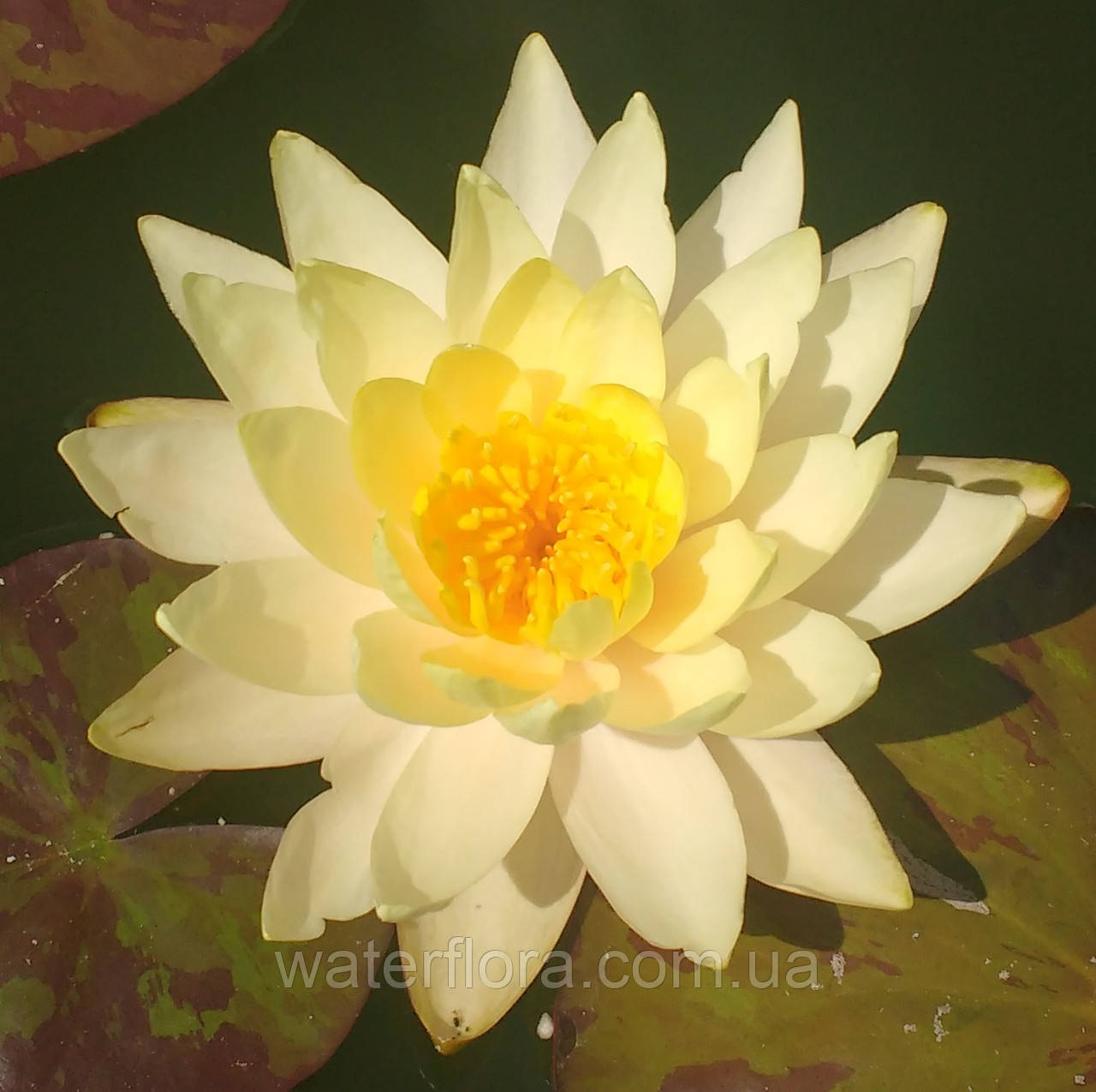 Нимфея "Иннэр Лайт" - Nymphaea "Inner Light": продажа, цена в Киеве ...