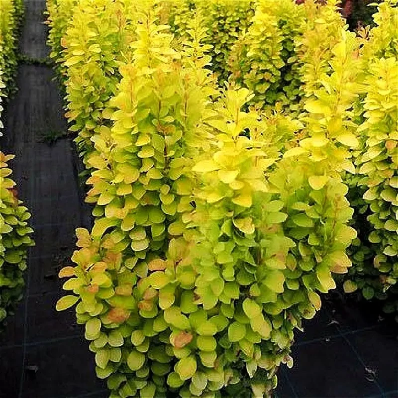 Саженцы Барбариса Тунберга Санбим ( Sunbeam) / (Sunny) Р9 (ID ...