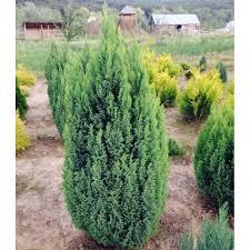 Кипарисовик Элвуди в Контейнере 20 См (Р9) — Купить Недорого на Bigl.ua ...