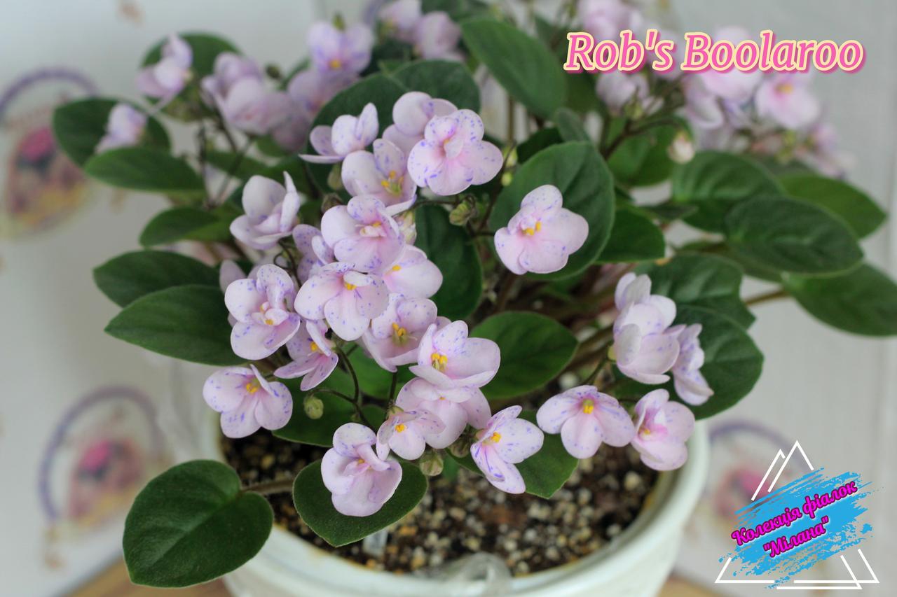 Фіалка трейлер кущовий Rob's Boolaroo: продаж, ціна у Київській області ...