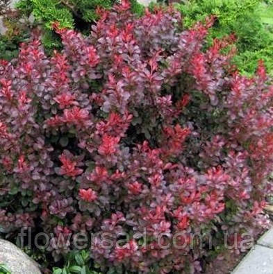 Саженец барбариса THUNBERGII ATROPURPUREA, 2-летний, контейнер 1,5л (ID ...