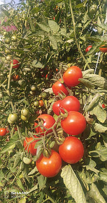 Томат Чері Світ 100 коктейль суміш 25 шт, ціна: 15 ₴, купити на Prom.ua