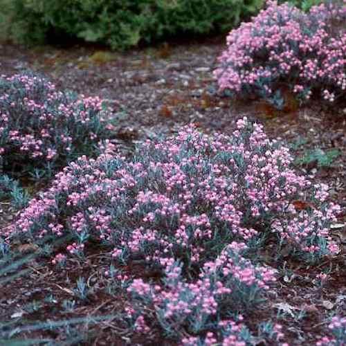 Андромеда ряснолиста 'Блу Айс' 2-річна Andromeda polifolia 'Blue Ice ...