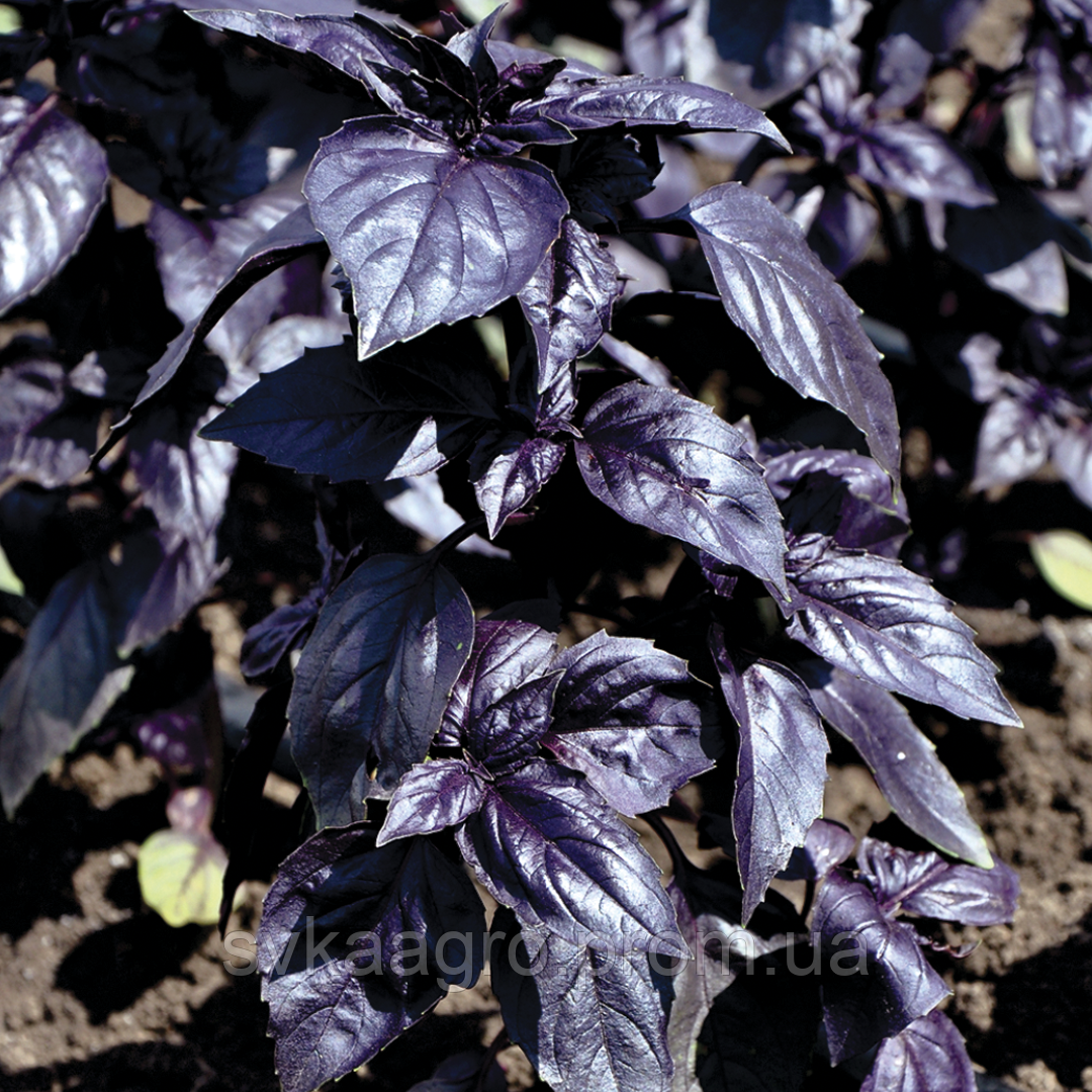 Гранд Пёрпл Верт 5 г | Семена базилика | Grand Purple Vert [ LIBRA ...