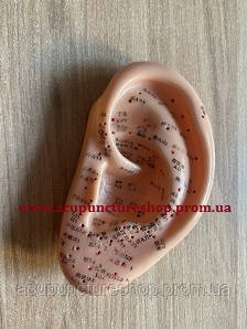 Купить Модель уха с акупунктурными точками, 7 см, цена 150 ₴ — Prom.ua ...