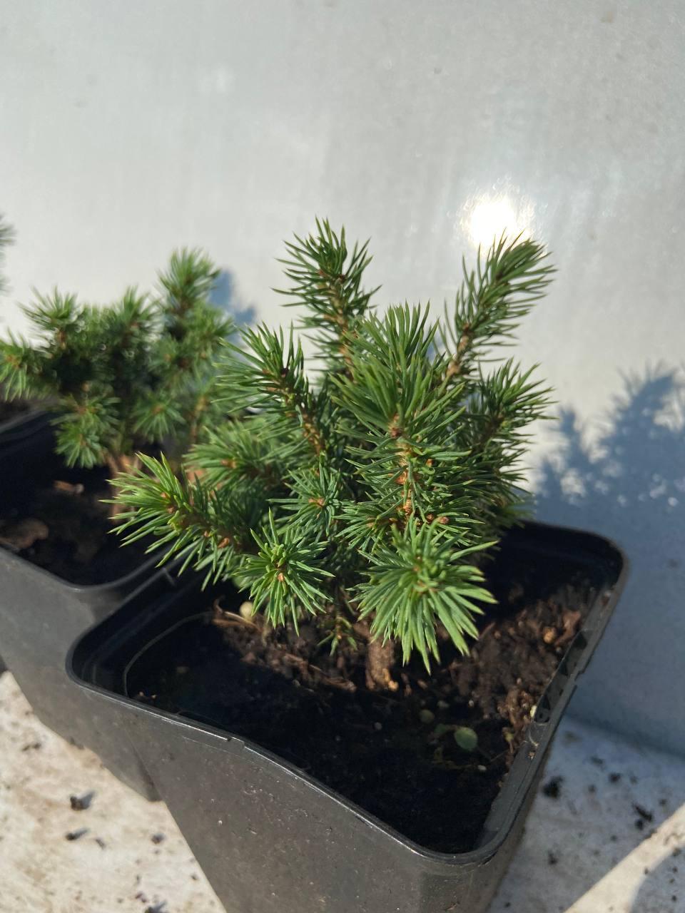 Ель Канадская Альберта Глоб (Picea Glauca Alberta Globe) 9-10 См ...
