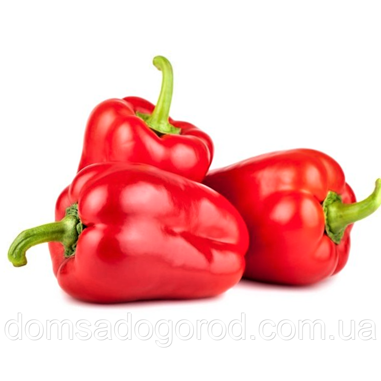 Купити Перець АНТЕЙ Nasko 1000 шт. Оригінальна якість.