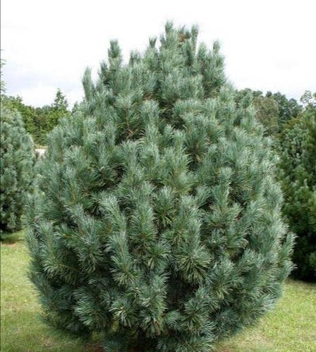 Pinus(сосна) cembra Glauca Compacta C-5 В наявності (ID#1502820677 ...
