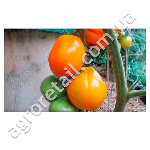 Купить Томат Японский трюфель жёлтый 0.1 г Gl Seeds, цена 5 ₴ — Prom.ua ...
