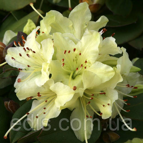 Рододендрон Shamrock 3 Г. в Контейнере (низкорослый) — Купить Недорого ...