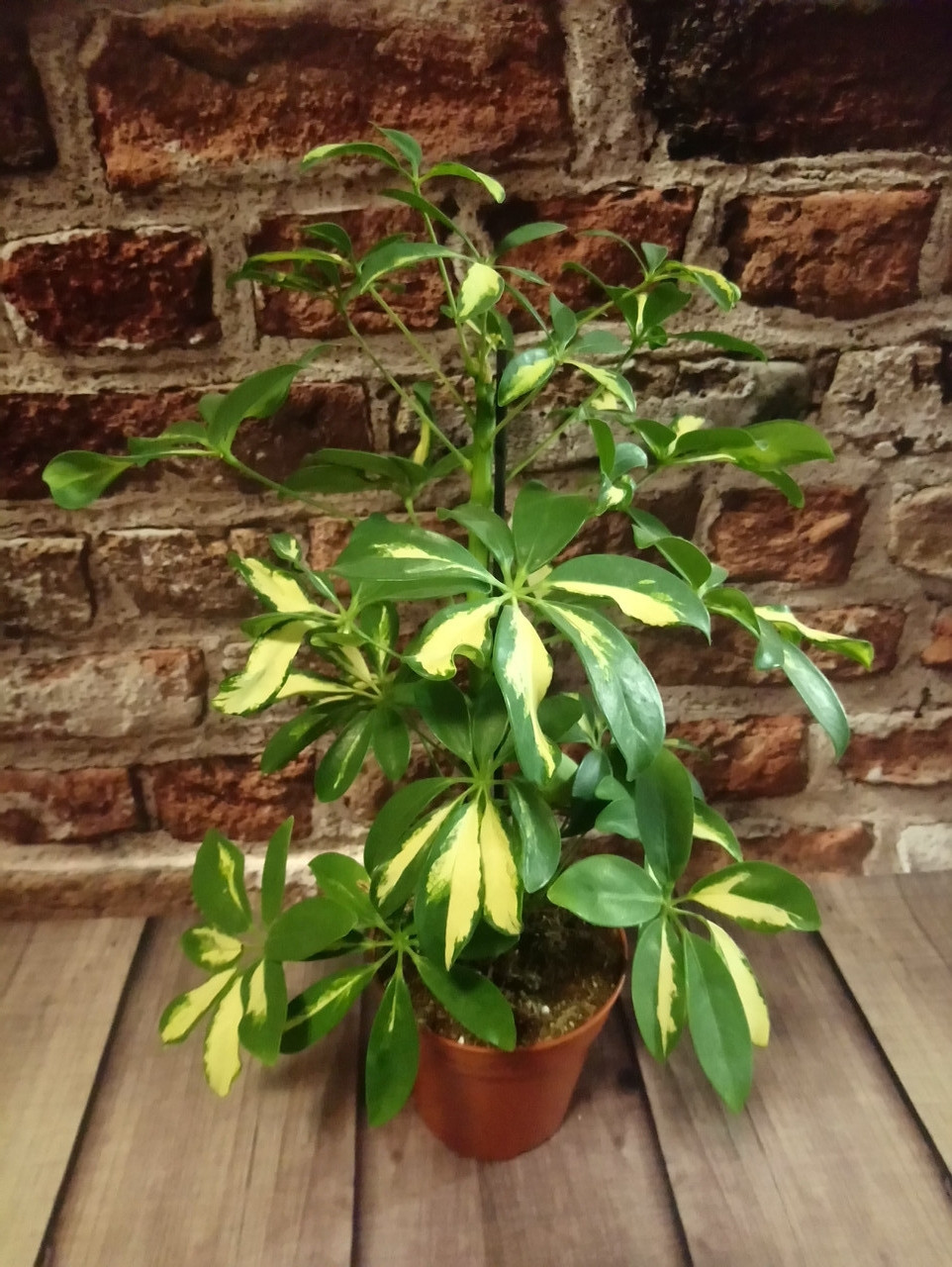 Шеффлера горшечное растение (ID#1033660393), цена: 380 ₴, купить на Prom.ua